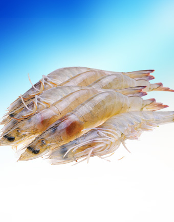 Fresh Head-On White Shrimp - Lam's Seafood