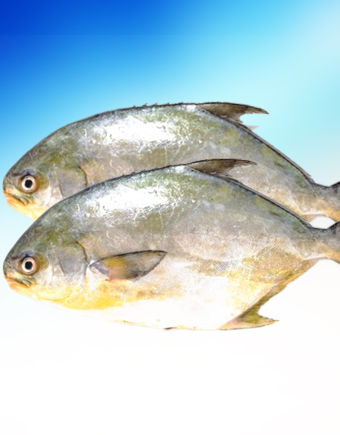 Golden Pompano - Lam's Seafood