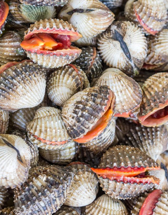 Live Blood Clams - Lam's Seafood