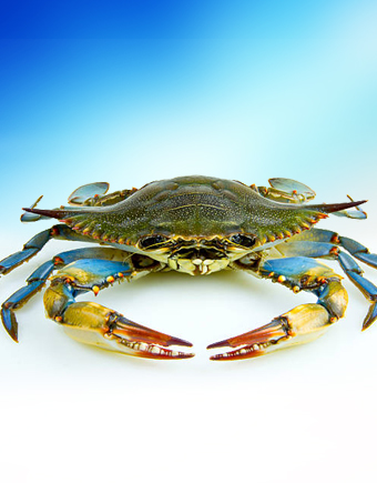 Live Blue Crab - Lam's Seafood