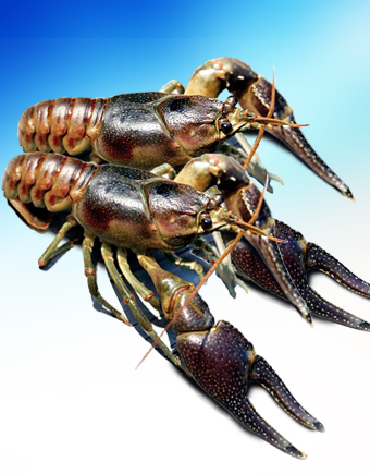 Live Crawfish - Lam's Seafood