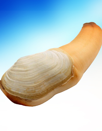 Live Geoduck - Lam's Seafood