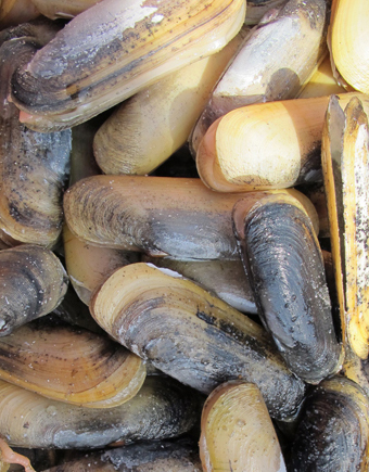 Live Razor Clams - Lam's Seafood