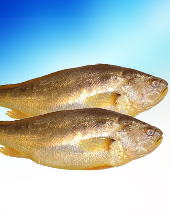 Yellow Croaker - Lam's Seafood