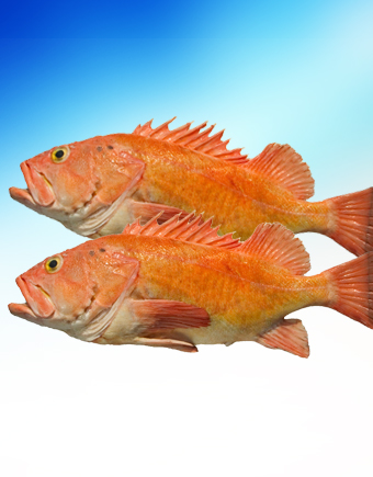 Yelloweye - Lam's Seafood